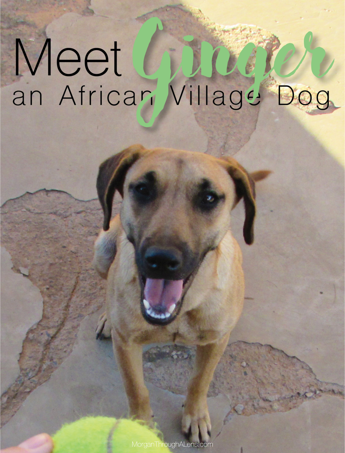 Meet Ginger: An African Village Dog - Morgan Through A Lens