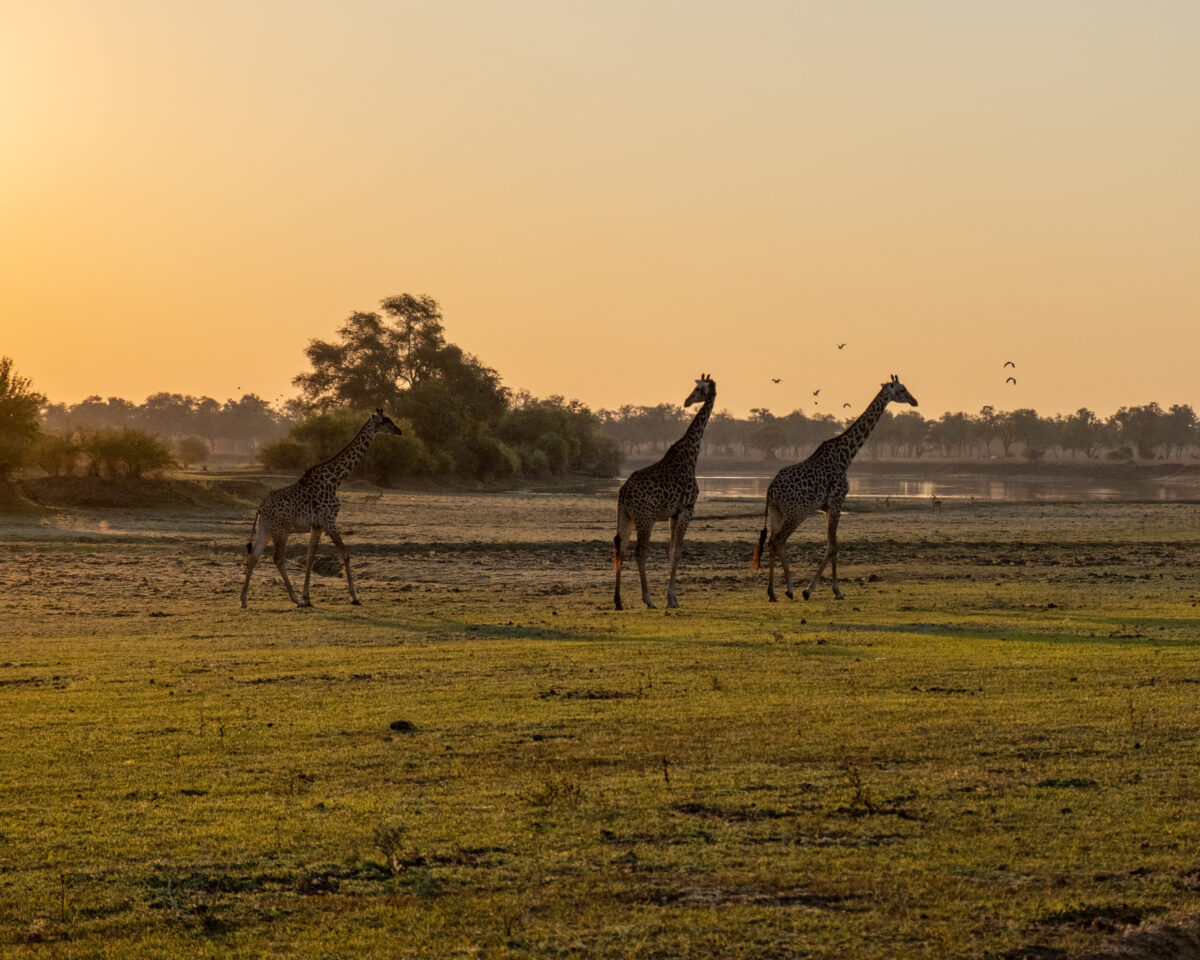 Visiting Shawa Luangwa Camp in South Luangwa National Park.